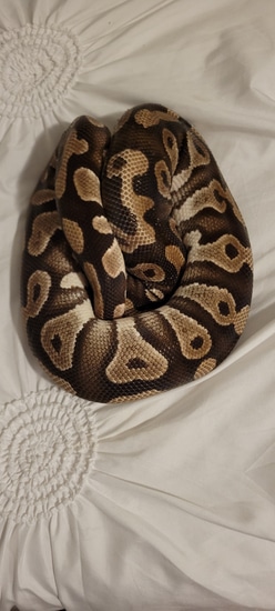 Phantom Het Clown Ball Python by Emily's Exotics