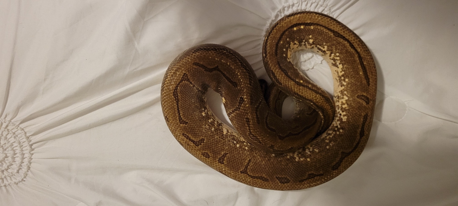 Enchi Pinstripe Het Pied Ball Python by Emily's Exotics - MorphMarket