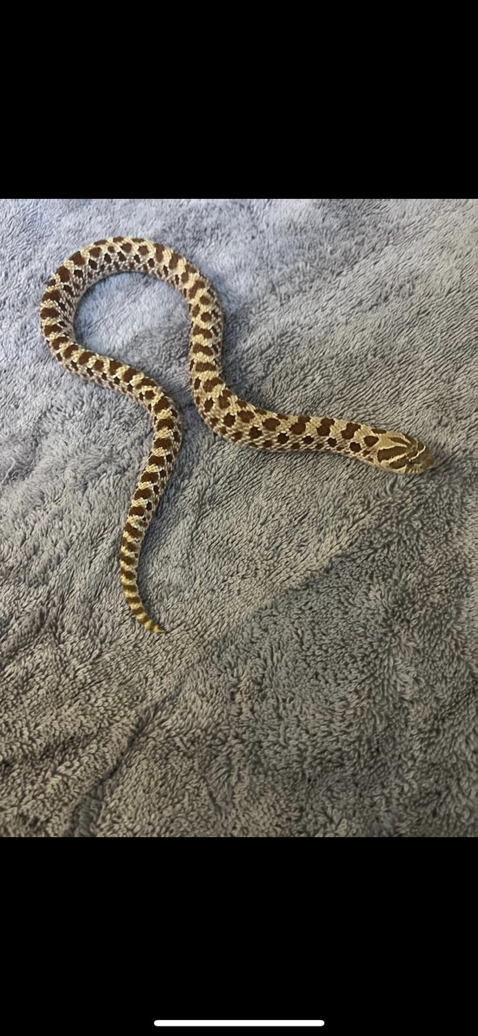 Normal Western Hognose by Emily Anne’s Reptiles - MorphMarket