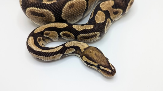 Fire Ball Python by Black Swamp Exotics LLC