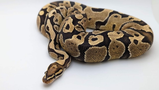 Fire Ball Python by Black Swamp Exotics LLC