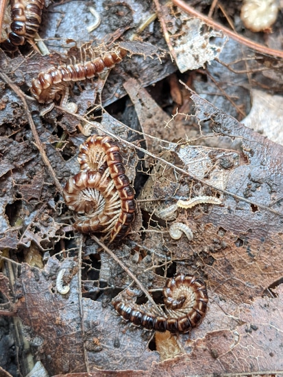 20+ Polydesmus Angustus "Flatbacked Millipedes" by ReptiVet LLC