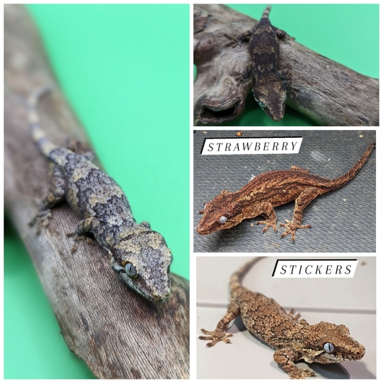 Red Banded Reticulated Poss Female Gargoyle Gecko by ReptiVet LLC