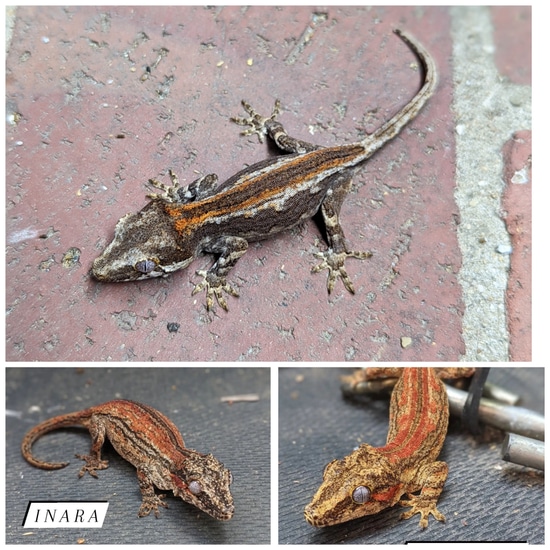 Red Stripe Poss Phantom Eye Gargoyle Gecko by ReptiVet LLC