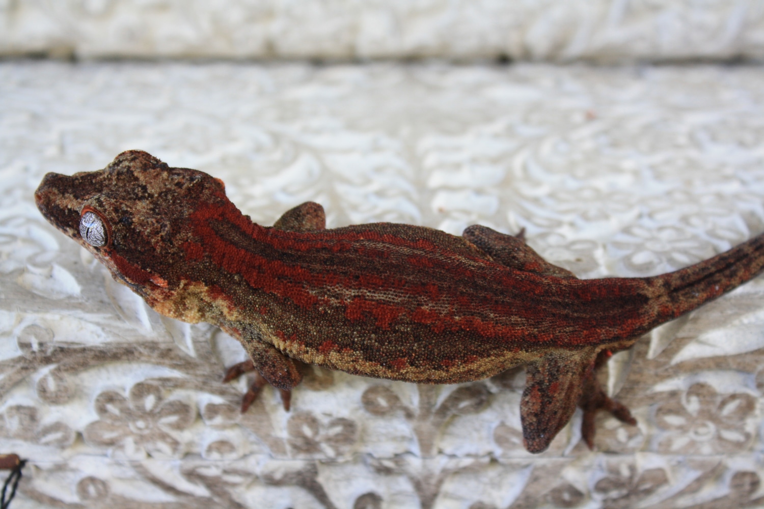 Red Stripe Gargoyle Gecko by Emily's Geckos and Ethical Pets - MorphMarket