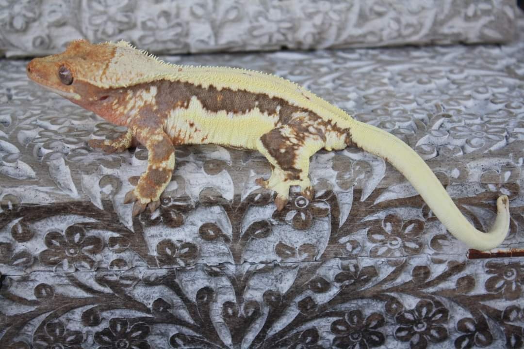 Lillywhite Lavendar With Orange Head Crested Gecko by Emily's Geckos ...