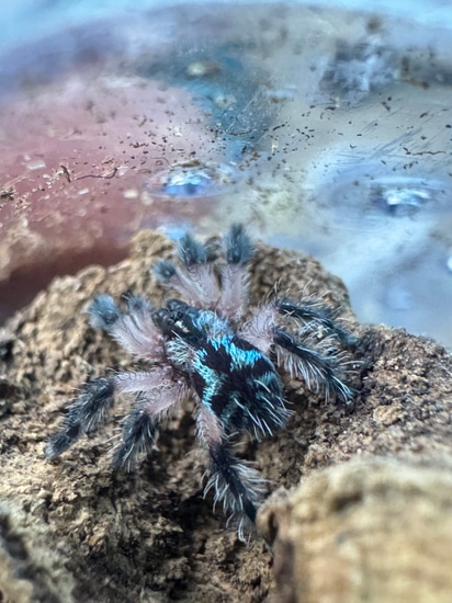 Brazilian Jewel Typhochlaena Seladonia Tarantula by Emily's Arachnipad