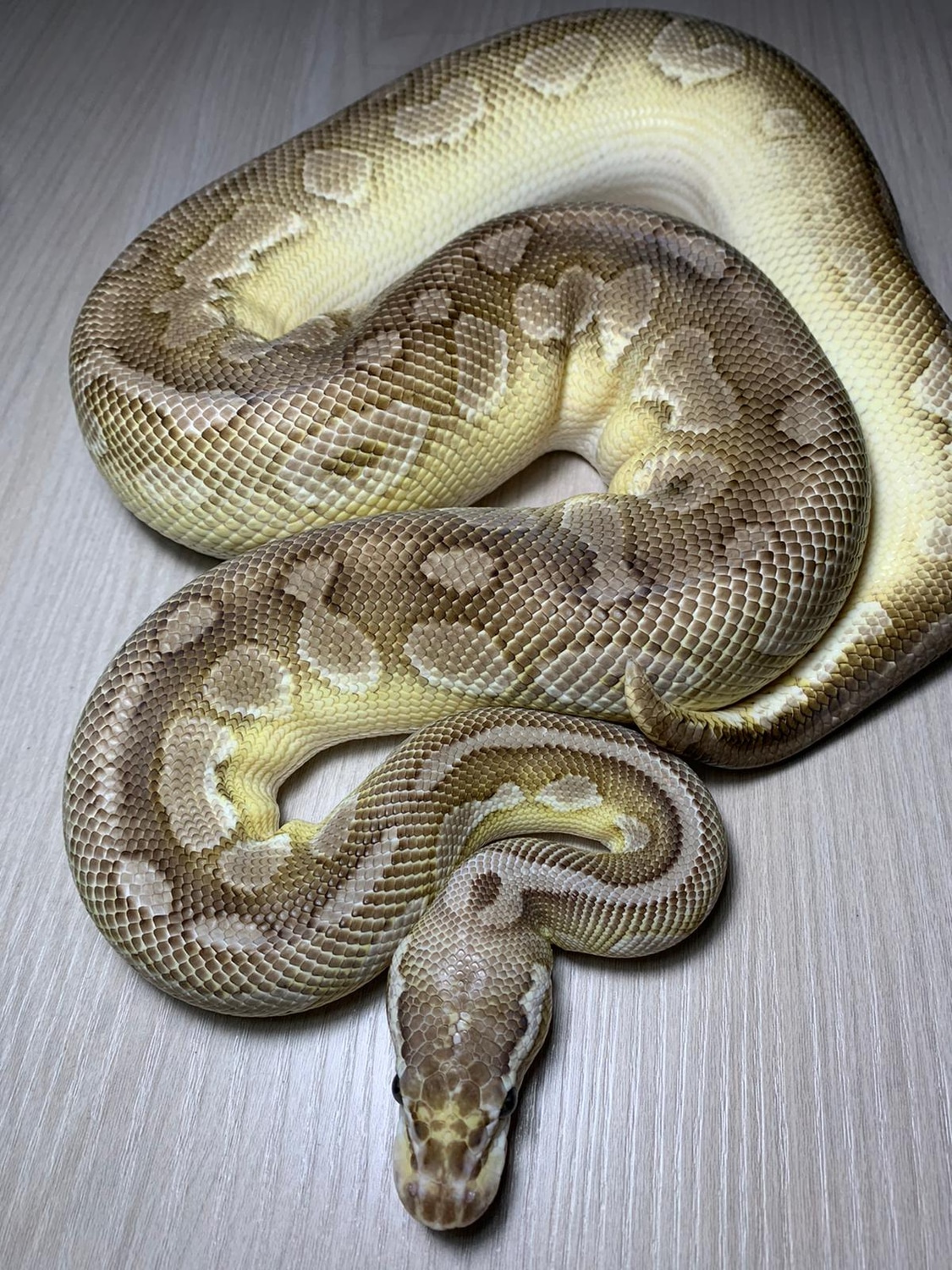 Pewter Lesser Het Clown Ball Python by _Murphy_Morphs - MorphMarket