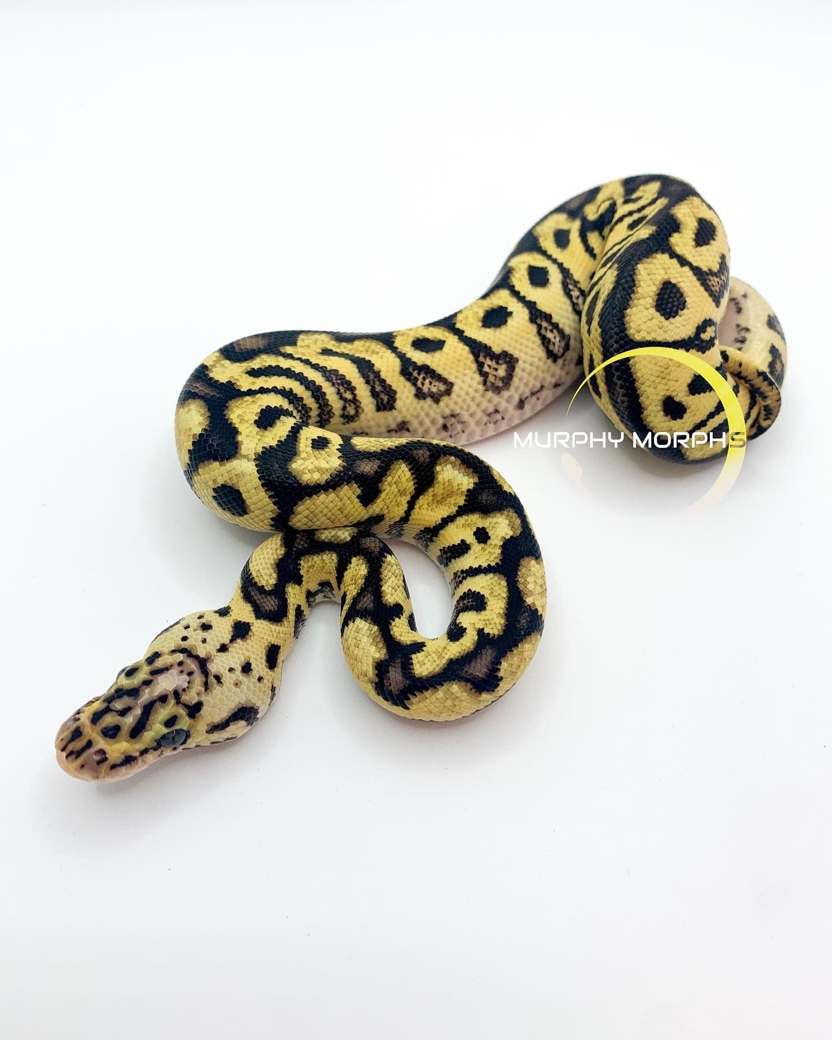 Spotnose Yb Pastel Clown Ball Python by _Murphy_Morphs - MorphMarket