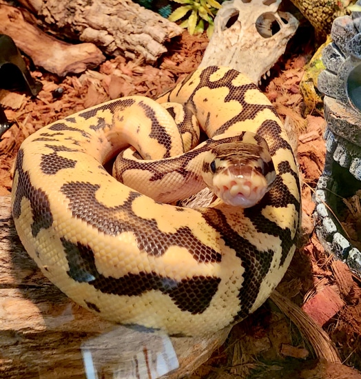 Pastel YB Sugar Ball Python by Ecca’s Pythons