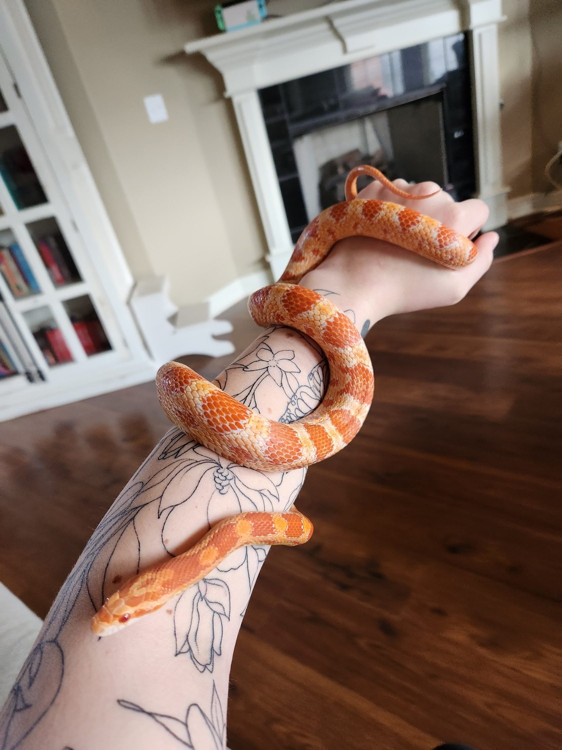 2019 Albino $170 Corn Snake by Emery Reptiles - MorphMarket