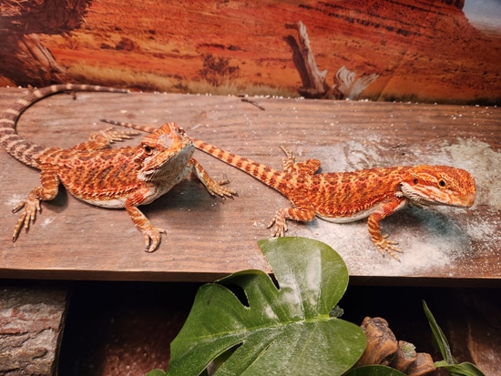Red Inferno Bearded Dragons Central Bearded Dragon by Emery Reptiles