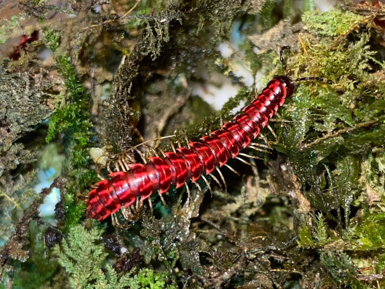 Red Dragon Millipedes by Terrarium Station - MorphMarket