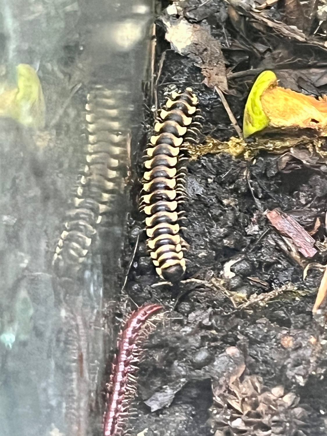 Yellow & Black Flat-back Millipede by Terrarium Station - MorphMarket
