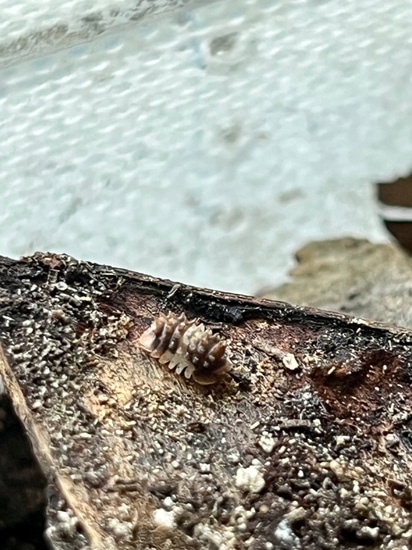 Thai Spiky Isopods by Terrarium Station
