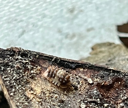 6ct White Ivory Isopod by Terrarium Station - MorphMarket