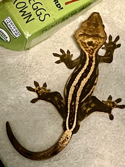 Super Empty Back Crested Gecko by Terrarium Station