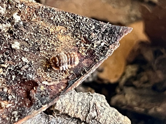 6ct Thai Spikes Isopod by Terrarium Station