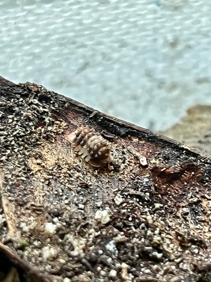 50ct Thai Spiky Isopod by Terrarium Station