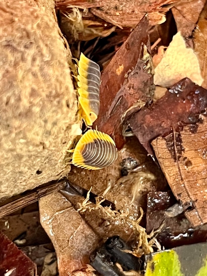 Lemon Blue Isopods 20ct by Terrarium Station