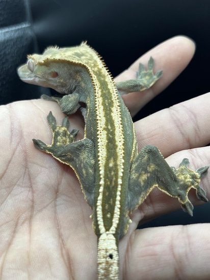 Super Empty Back Crested Gecko by Terrarium Station