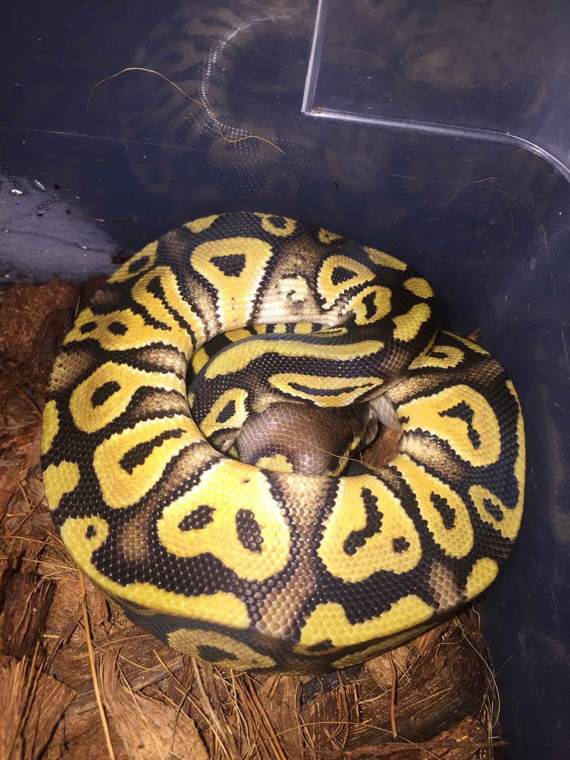 Pastel Phantom 50% Het Clown Ball Python by Dynastic Evolution Reptiles ...