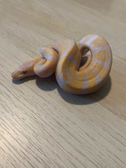 Leopard Candy Ball Python by Dynastic Evolution Reptiles
