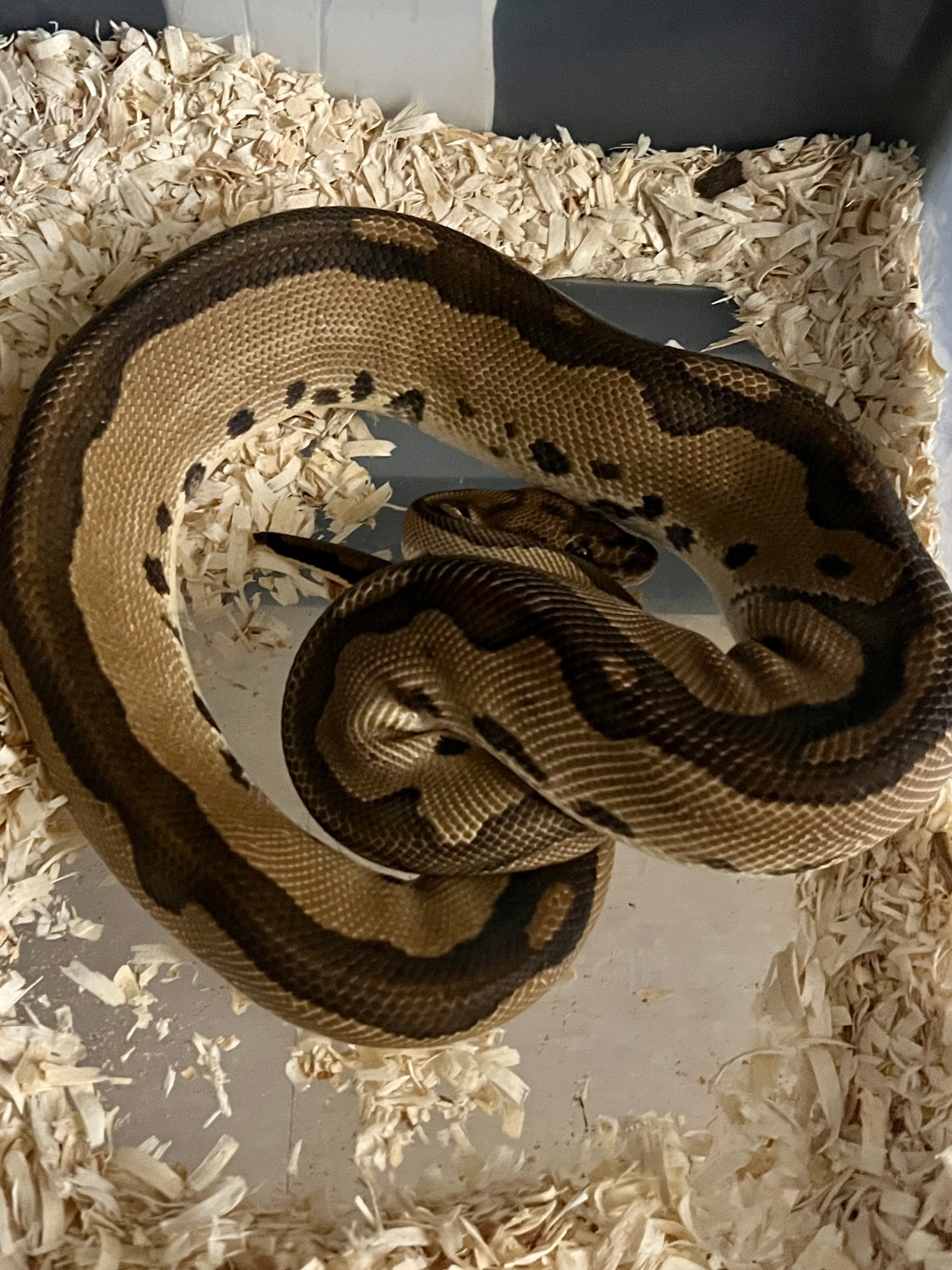 Leopard Clown Ball Python by Dynastic Evolution Reptiles - MorphMarket