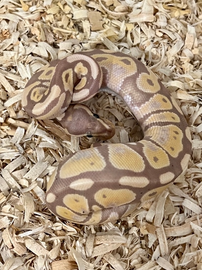 Banana Phantom Ball Python by Dynastic Evolution Reptiles