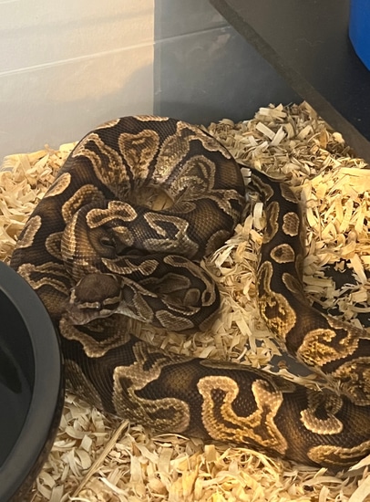 GHI Het Puzzle Ball Python by Dynastic Evolution Reptiles