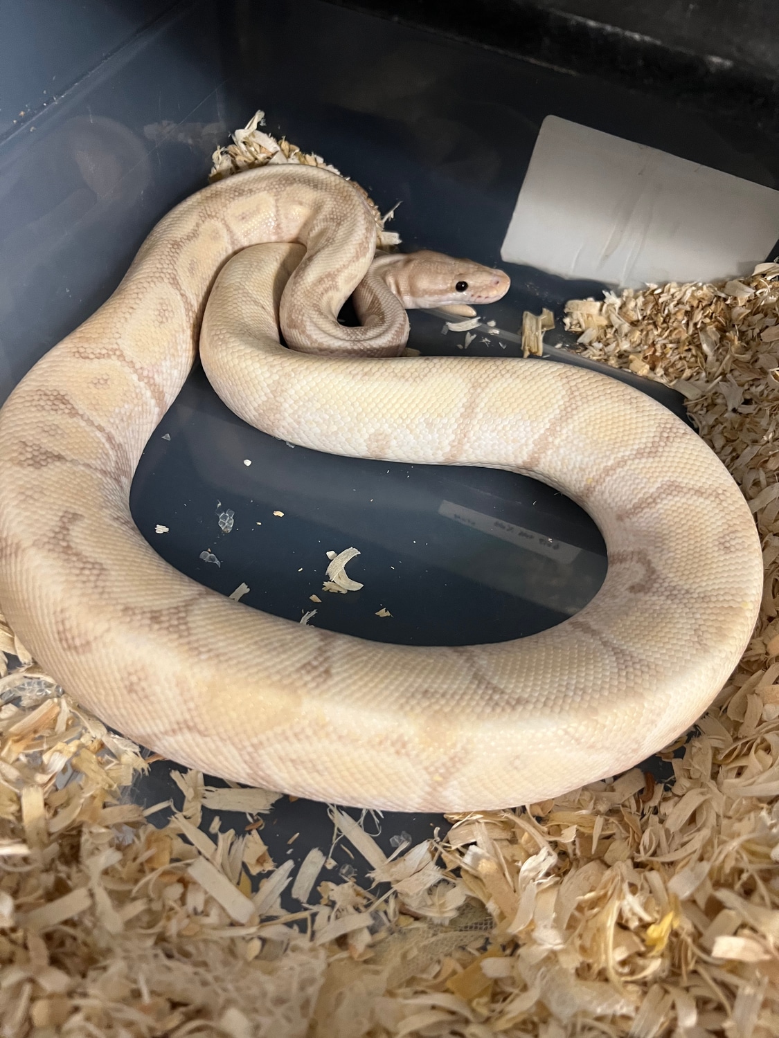 Super Banana Ball Python by Dynastic Evolution Reptiles - MorphMarket