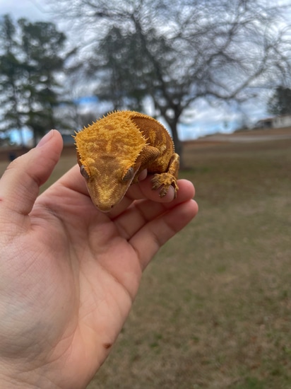 Hot Pocket Crested Gecko by Hazel Eyes Exotics