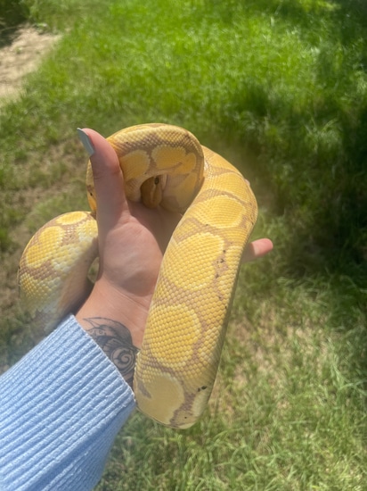 GHI Banana Het Clown Ball Python by Hazel Eyes Exotics