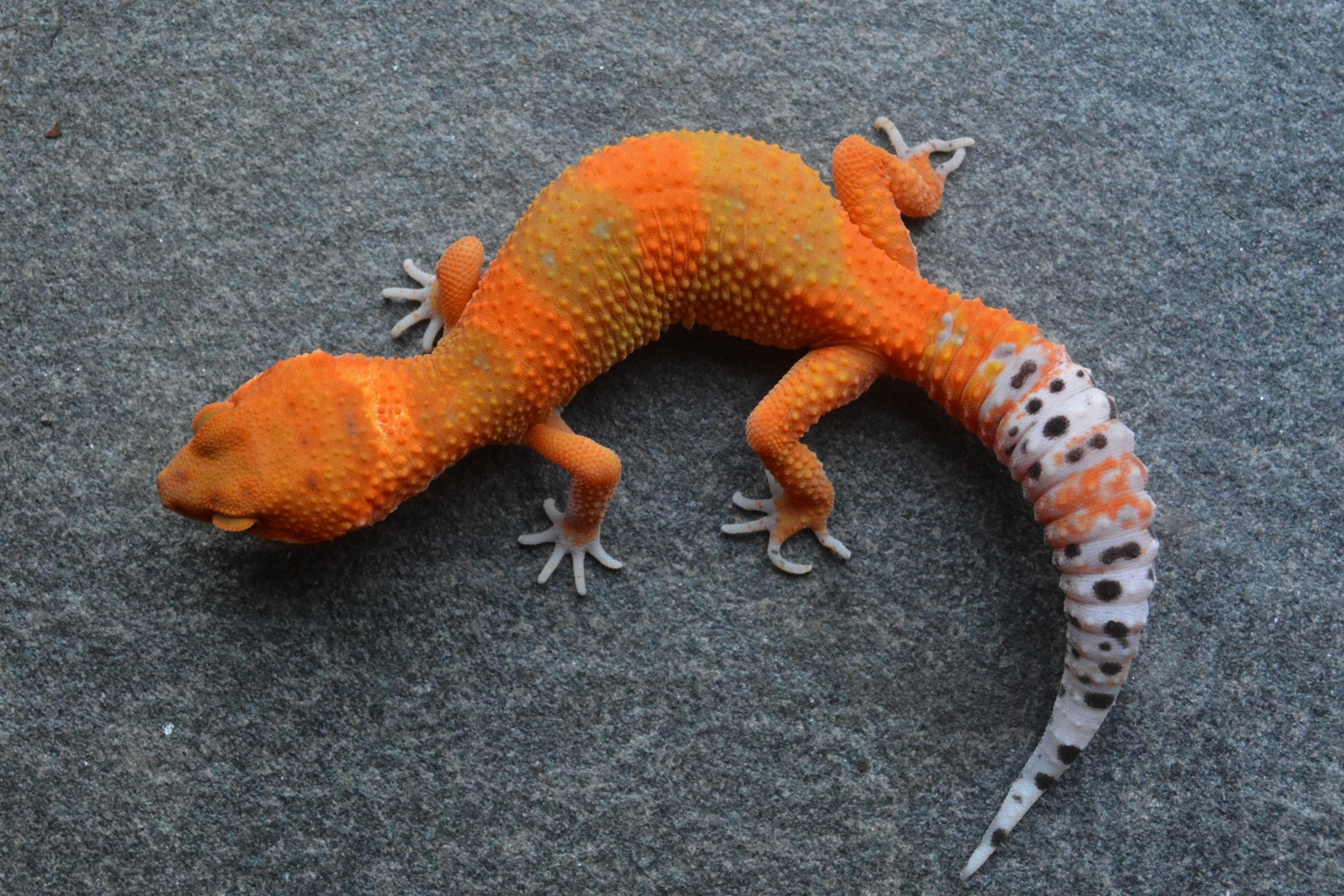 Mandarin Tangerine Cross Het Tremper Ph Ndbe Leopard Gecko by EMOgeckos ...