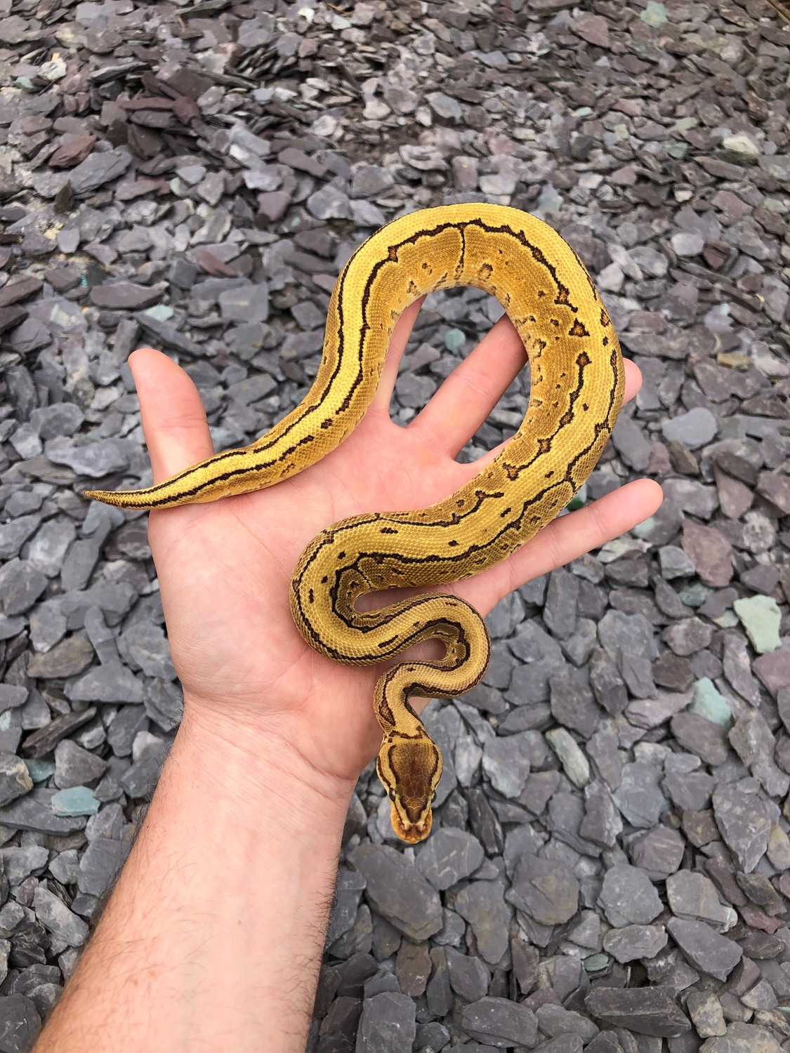 Russo Het Lustic Orange Dream Yellow Belly Pinstripe Ball Python by ...