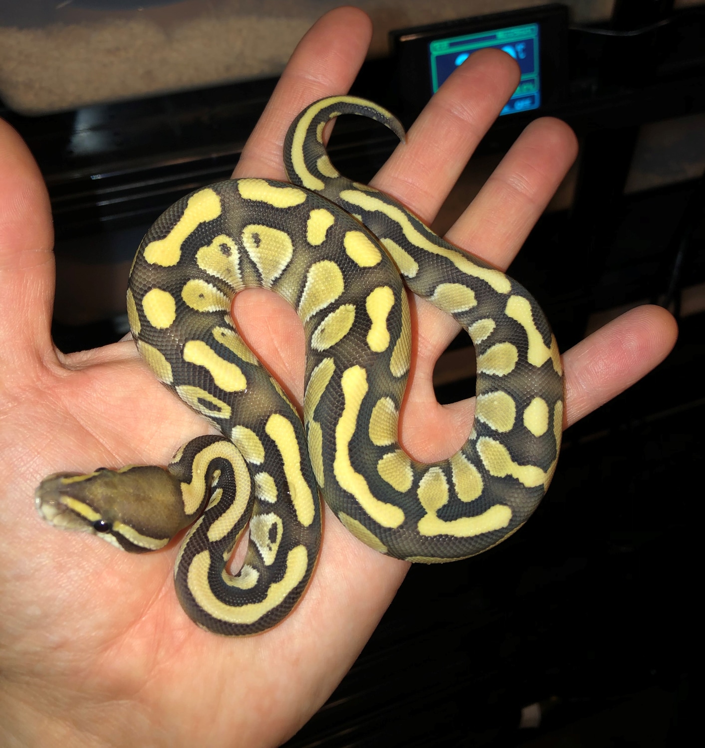 Lesser Desert Ghost Ball Python by Emperor Pythons - MorphMarket