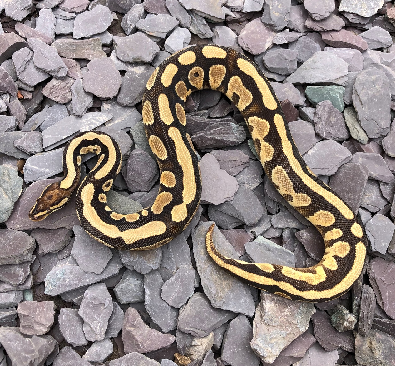 Russo Het Lustic Orange Dream Yellow Belly (WORLD FIRST) Ball Python by ...