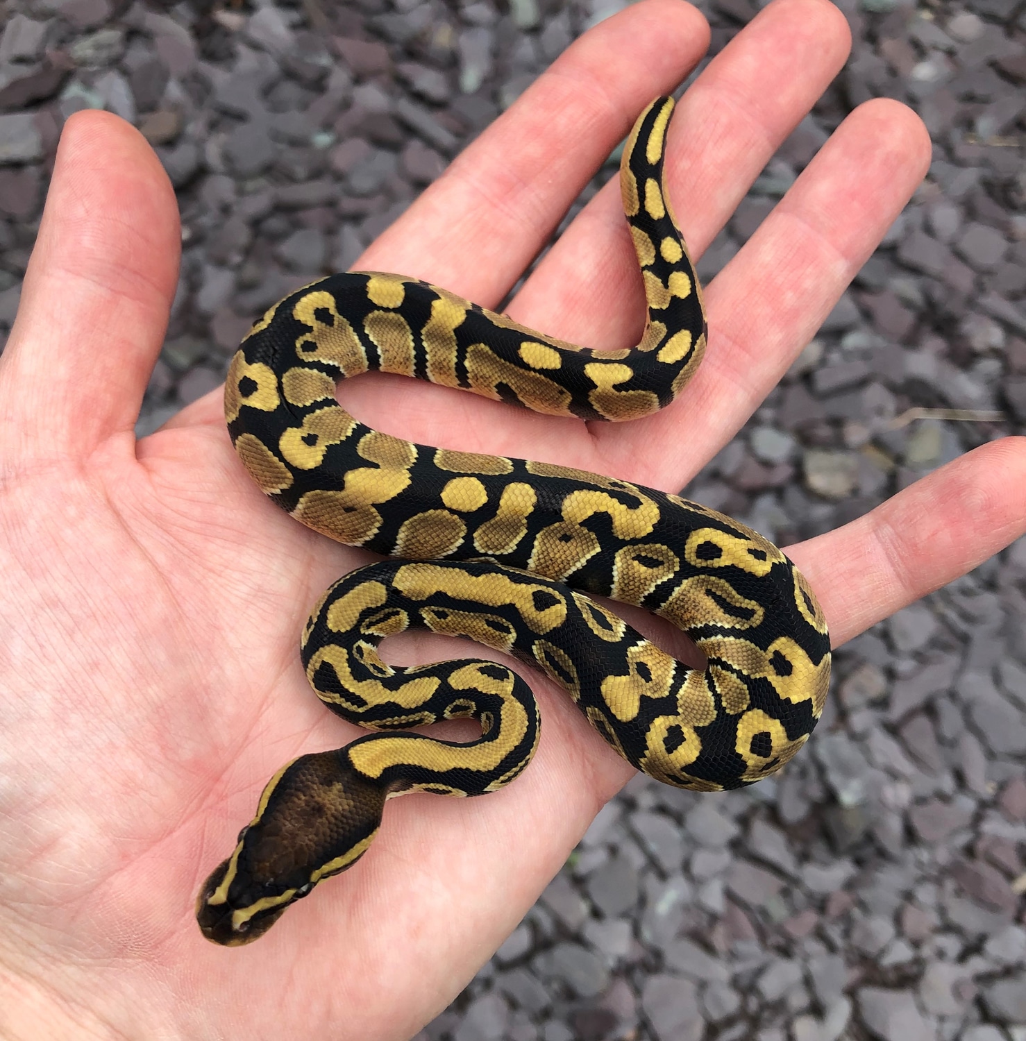 Normal Double Het Desert Ghost Het Orange Ghost Ball Python by Emperor ...