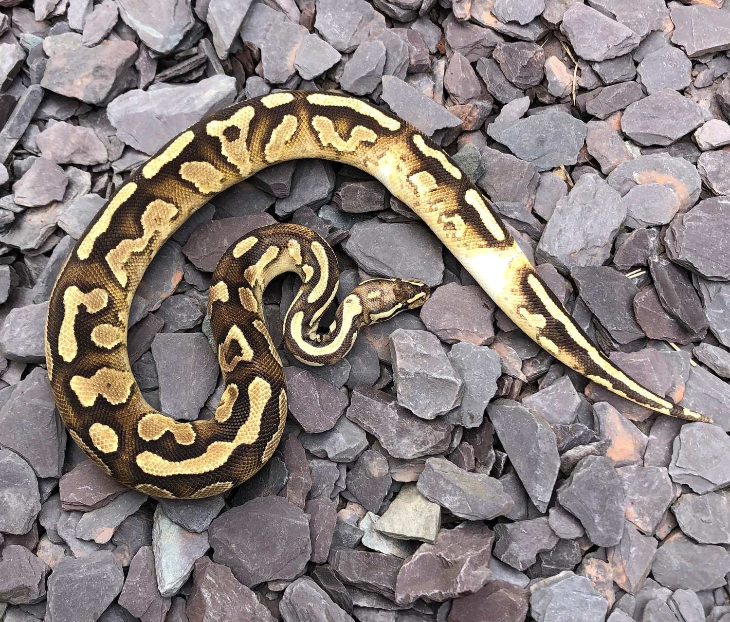 Russo Het Lustic Yellow Belly Disco 66% Het Pied (WORLD FIRST) Ball ...