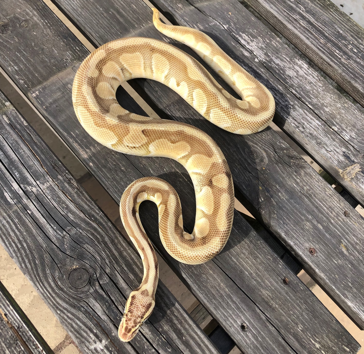Pastel Enchi Lesser 100% Het Desert Ghost Ball Python by Emperor ...