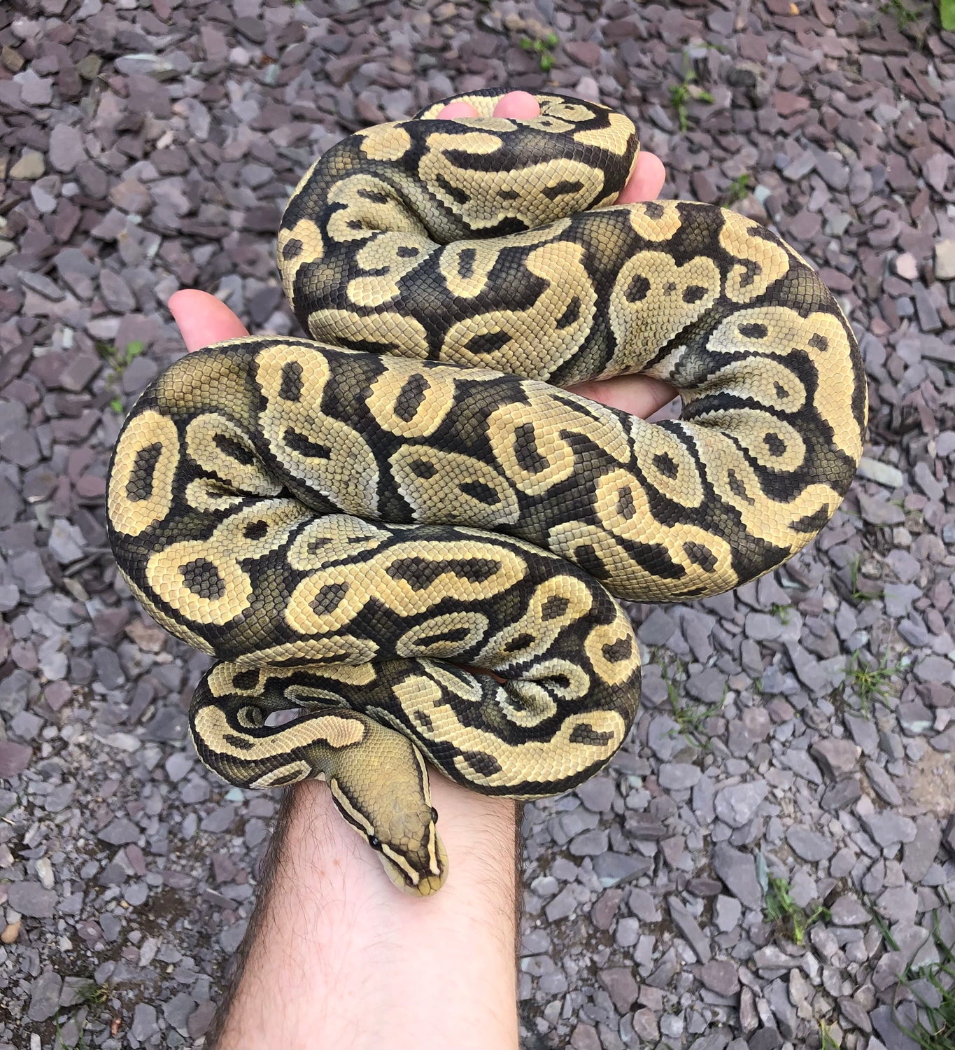 Orange Ghost Ball Python by Emperor Pythons - MorphMarket