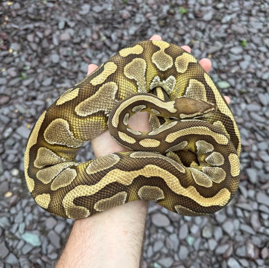 Butter 100% Het Desert Ghost - PROVEN BREEDER 1700g ** UK ONLY ** Ball Python by Emperor Pythons