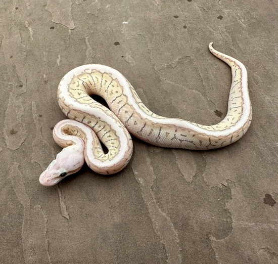 Hypo Spotnose Lesser Pinstripe Pastel 50% Het Desert Ghost (World First ...
