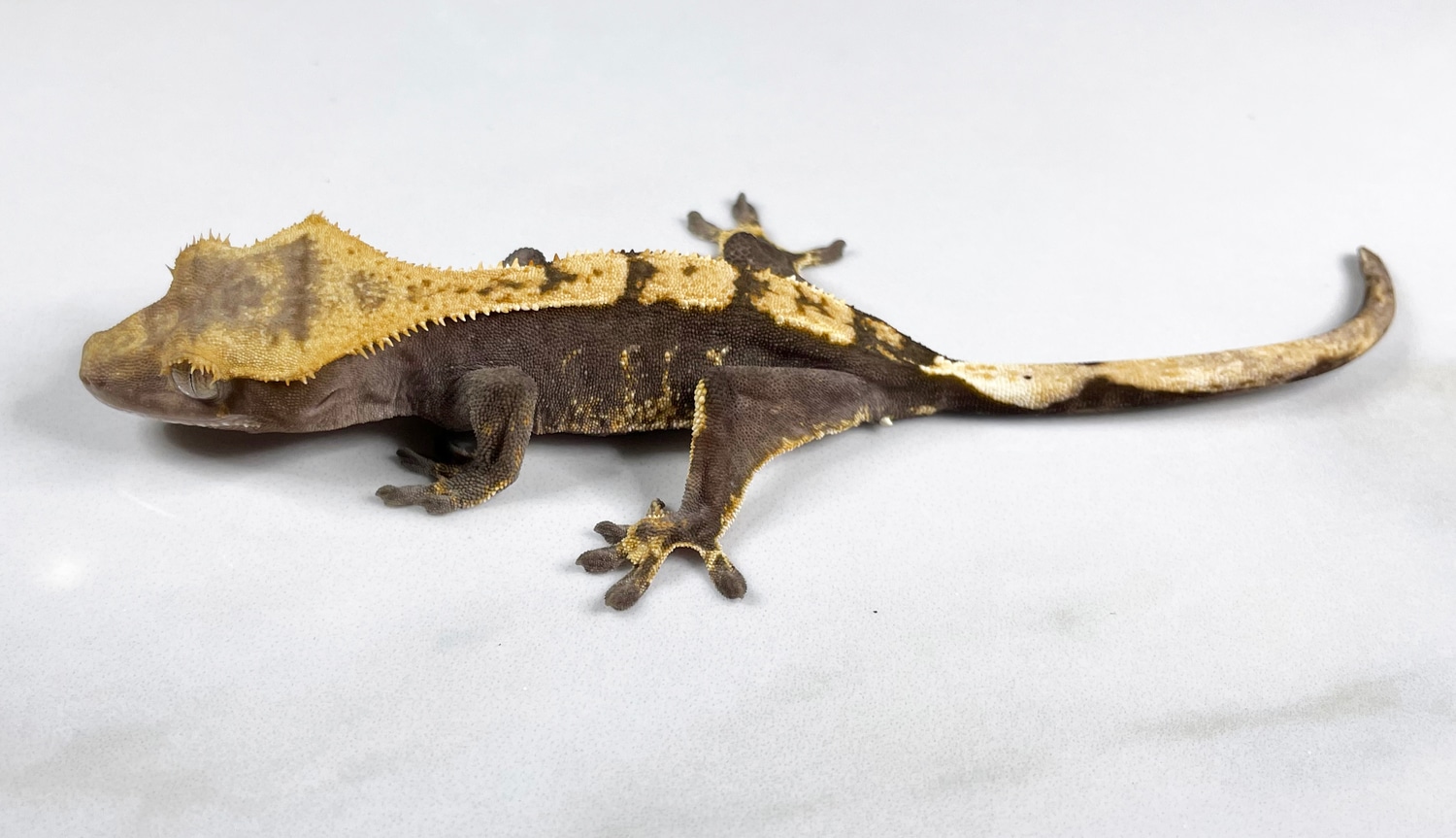 50% Pos Het Axanthic (AE Line) Crested Gecko by Empire Geckos - MorphMarket