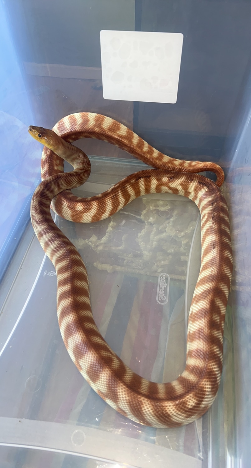 Proven Male Woma Python by Reptisthetix - MorphMarket