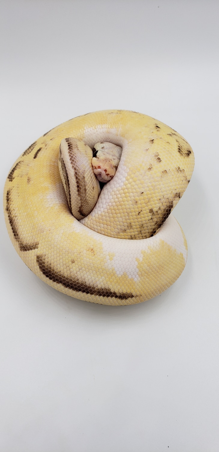 Firefly Disco Ball Python by EMS Reptiles - MorphMarket