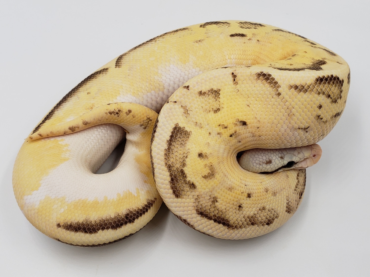 Firefly Disco Ball Python by EMS Reptiles - MorphMarket