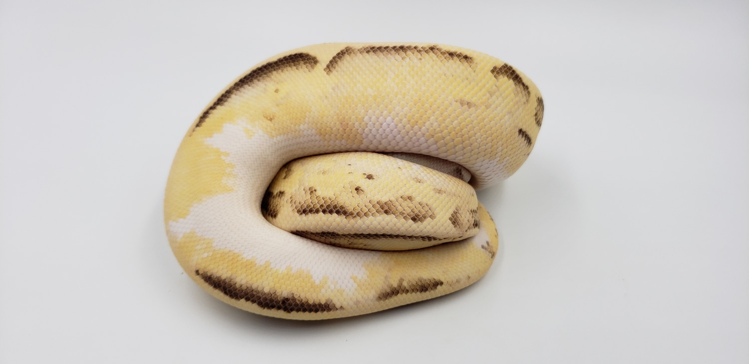 Firefly Disco Ball Python by EMS Reptiles - MorphMarket