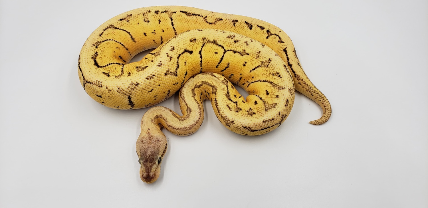 OD Dragonfly Ball Python by EMS Reptiles - MorphMarket