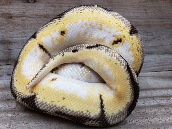Orange Dream Firebee Ball Python by EMS Reptiles